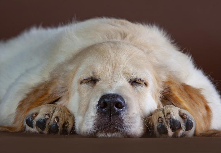 Pet Supplies | Pet Shop | Argos