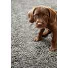 Buy Buddy Plain Shaggy Mat Rug - 150x67cm - Charcoal | Rugs | Argos