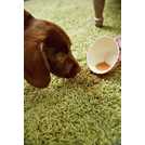 Buy Buddy Plain Shaggy Mat Rug - 150x100cm - Olive | Rugs | Argos