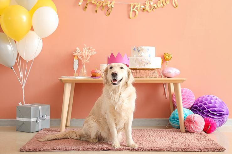 Pet Supplies | Pet Shop | Argos