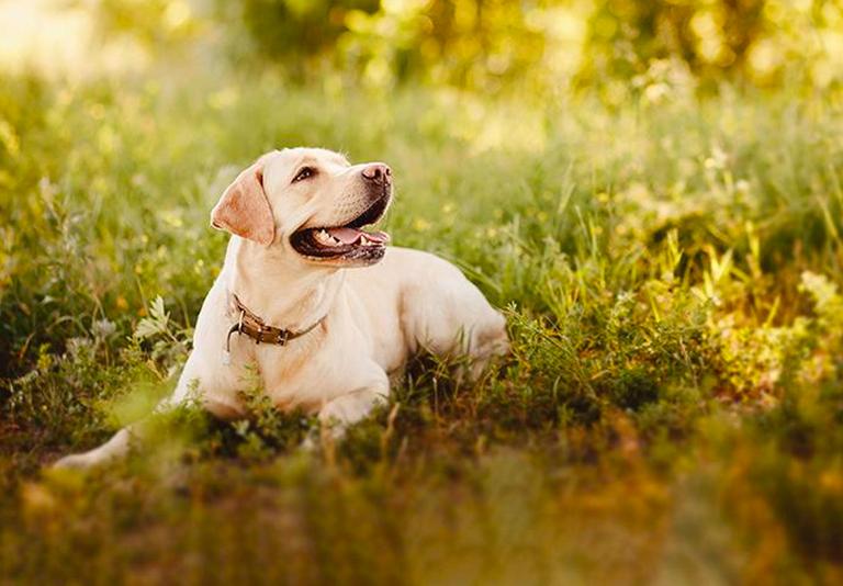 Pet Supplies | Pet Shop | Argos
