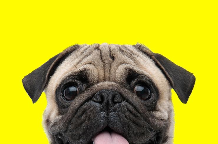 Dog | Dog Accessories & Puppy Supplies | Argos