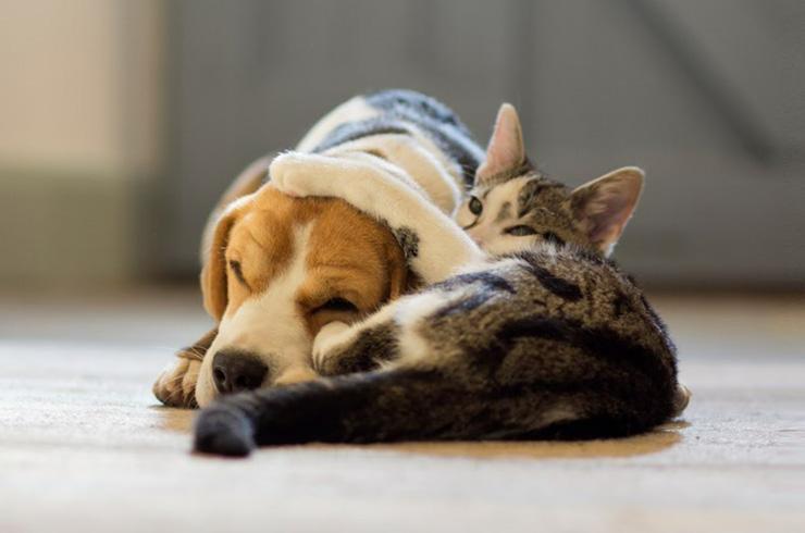Pet Supplies | Pet Shop | Argos